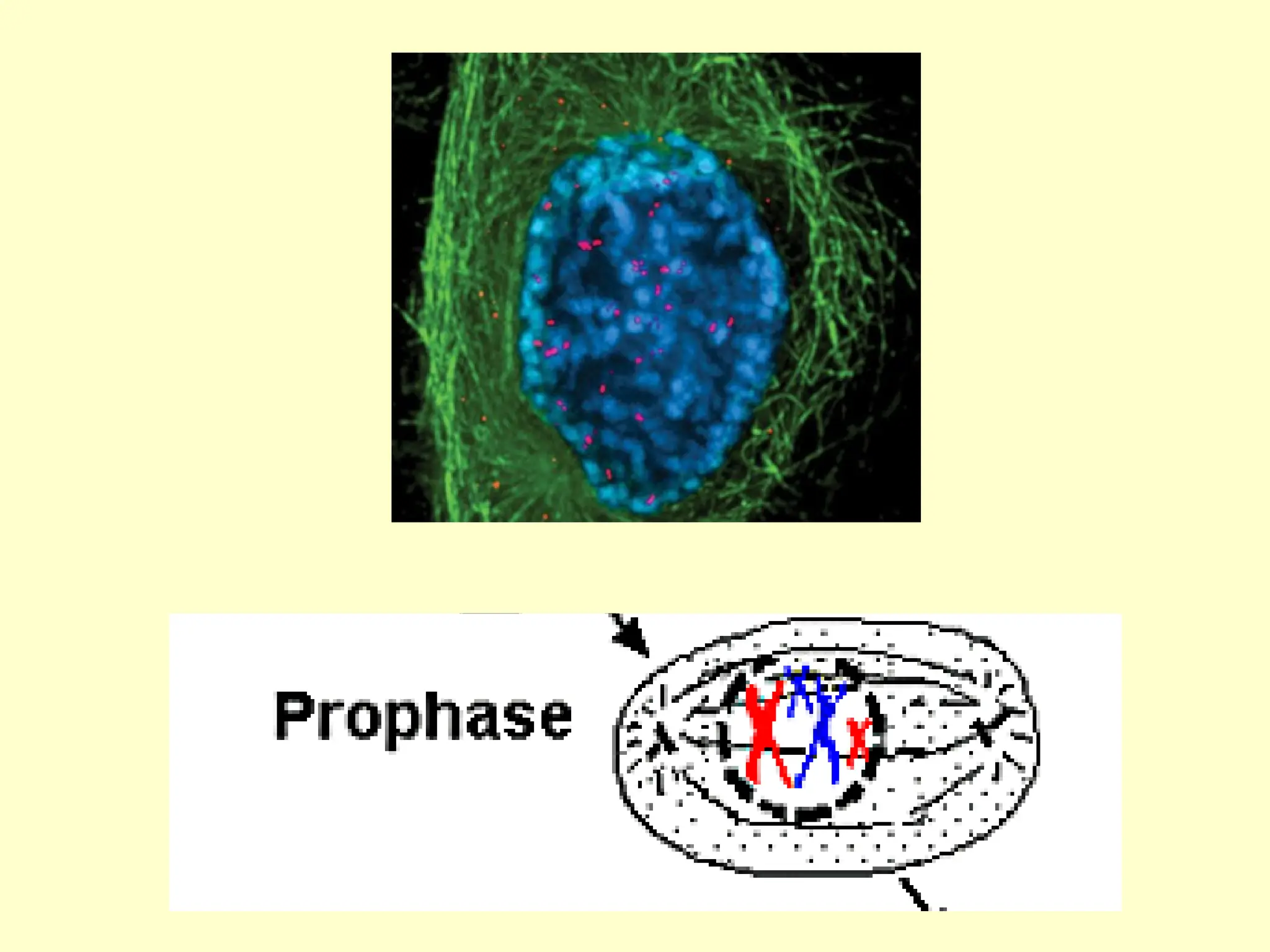 Mitosis and Meiosis for Grade 7 Science 7 | PPT