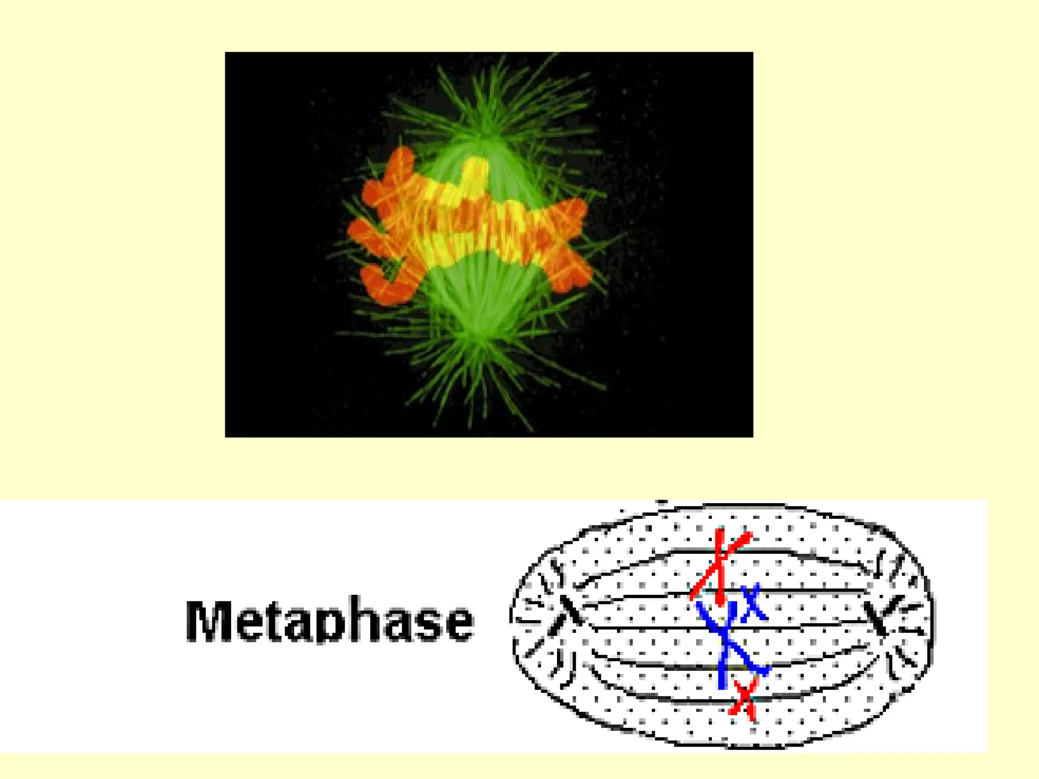 Mitosis and Meiosis for Grade 7 Science 7 | PPT