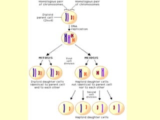 Mitosis and Meiosis for Grade 7 Science 7 | PPT