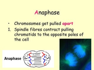 Mitosis and Meiosis for Grade 7 Science 7 | PPT