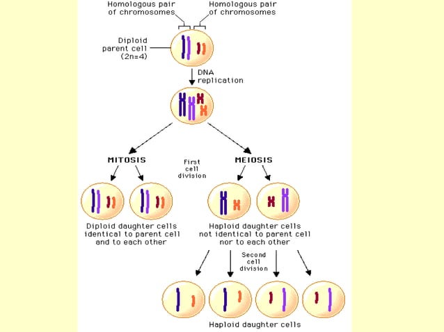 Mitosis and Meiosis: A comparison and contrastppt | PPT