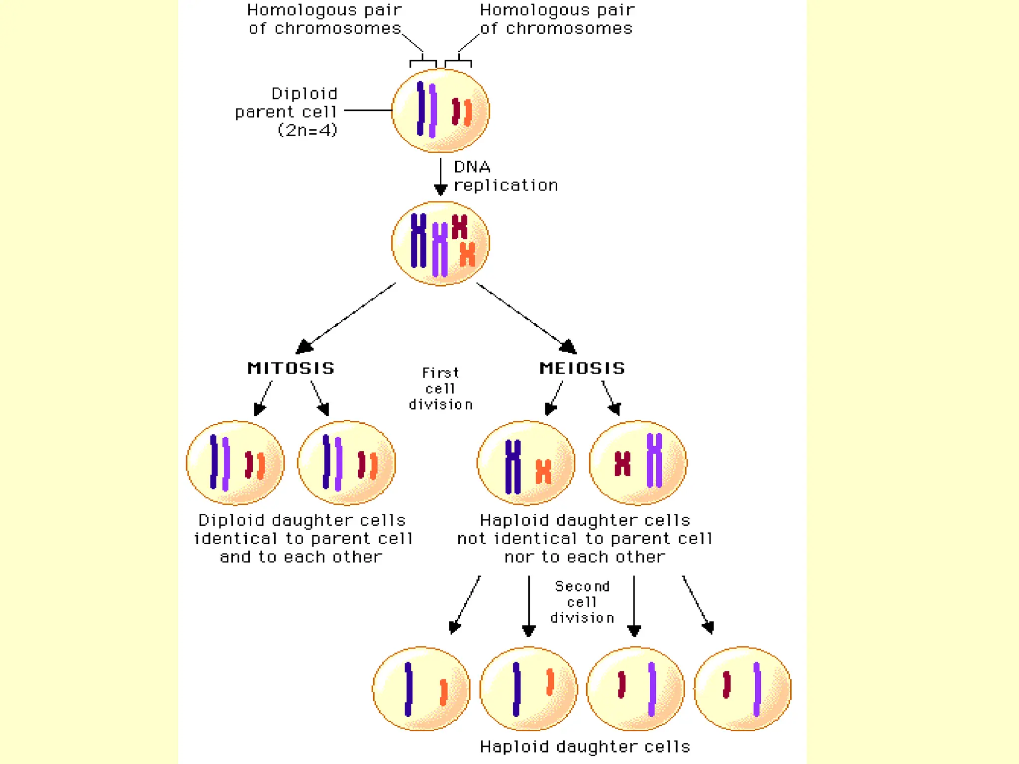 MitosisandMeiosisfor 4thquarterweek 3.ppt