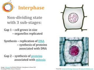 mitosis and meiosis 02152018.pptx
