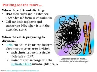 mitosis and meiosis 02152018.pptx