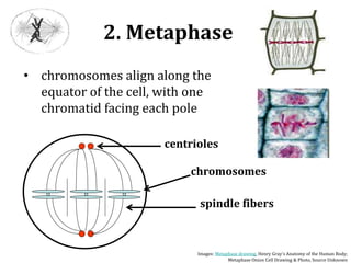 mitosis and meiosis 02152018.pptx