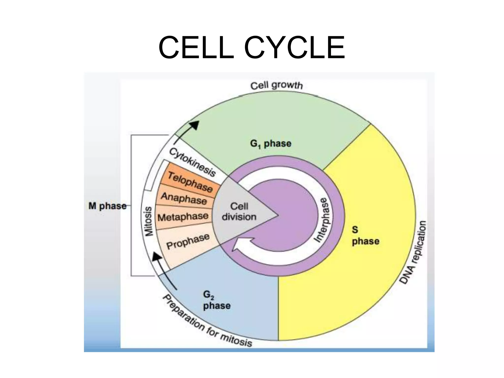 Mitosis And Meiosis 02152018 Pptx