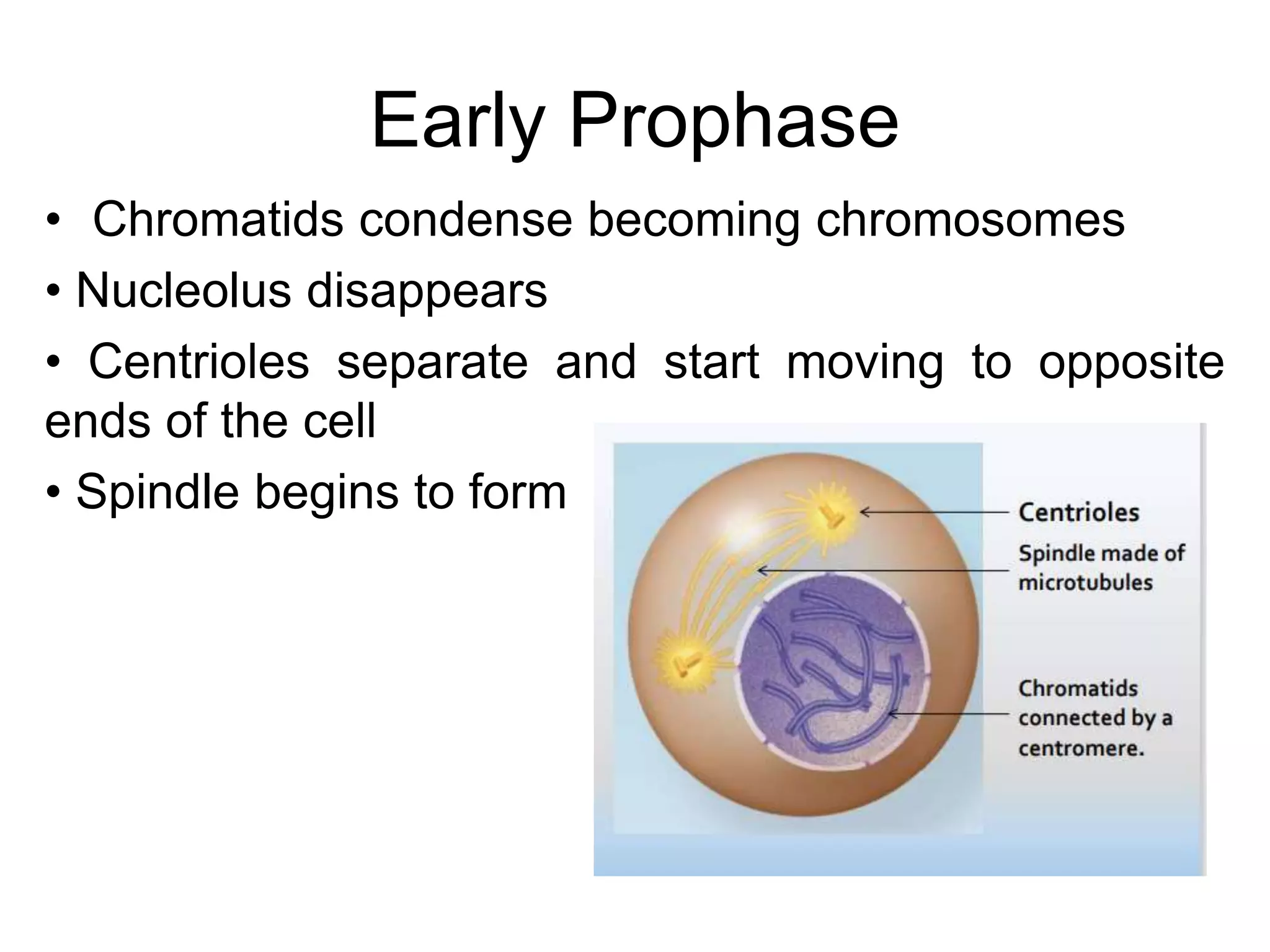 Mitosis And Meiosis 02152018 Pptx