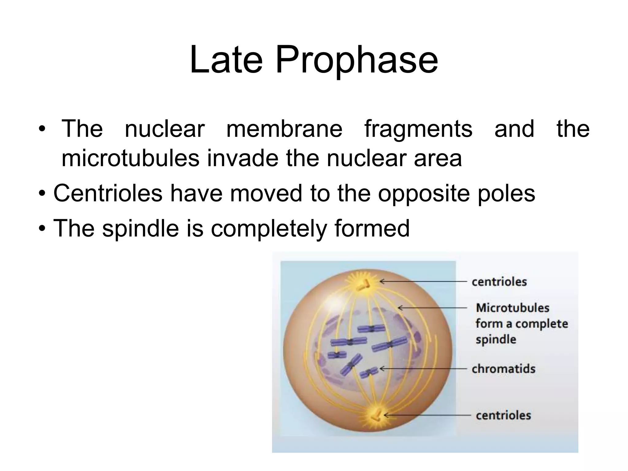 Mitosis And Meiosis 02152018 Pptx