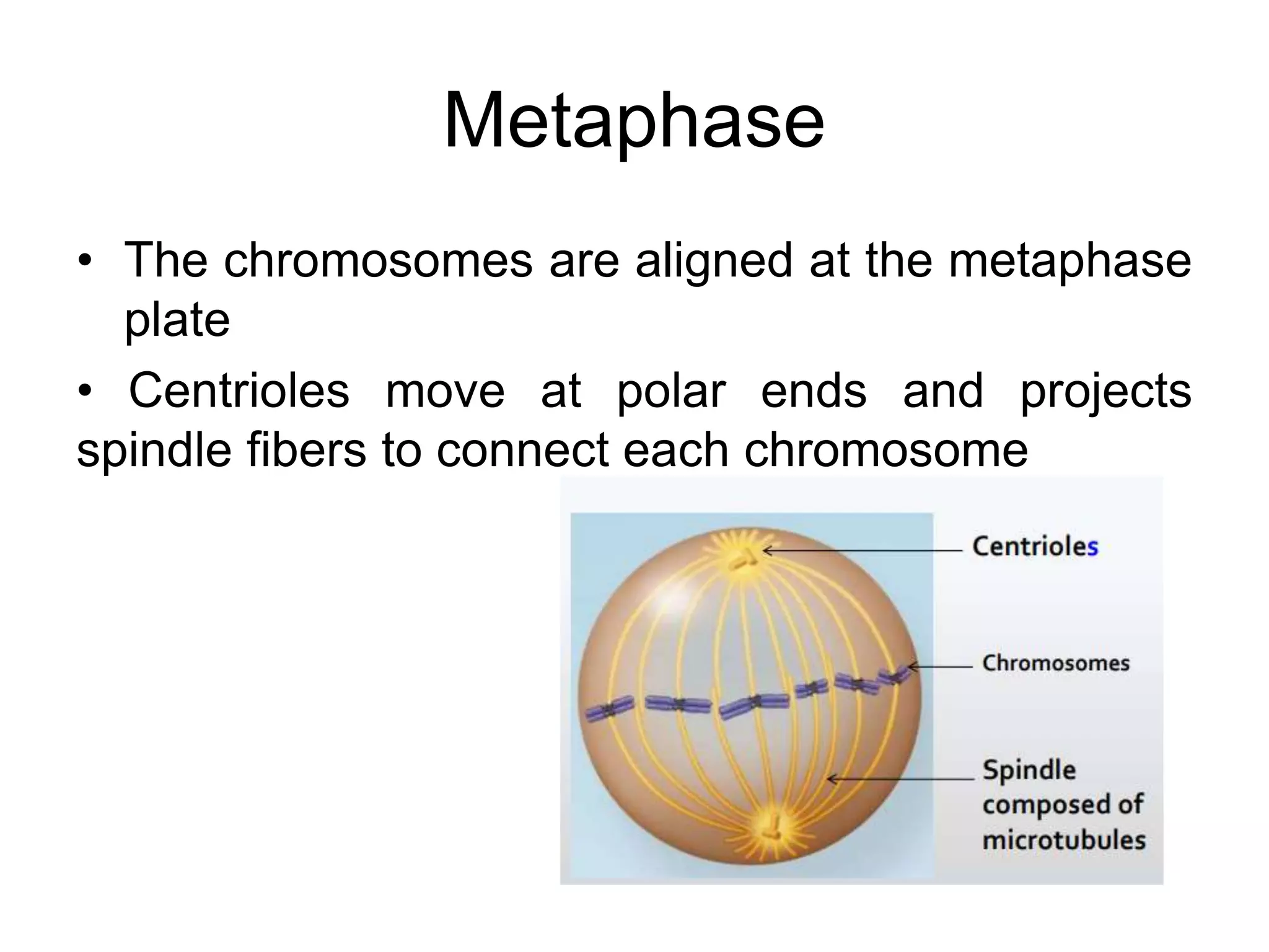 Mitosis And Meiosis 02152018 Pptx