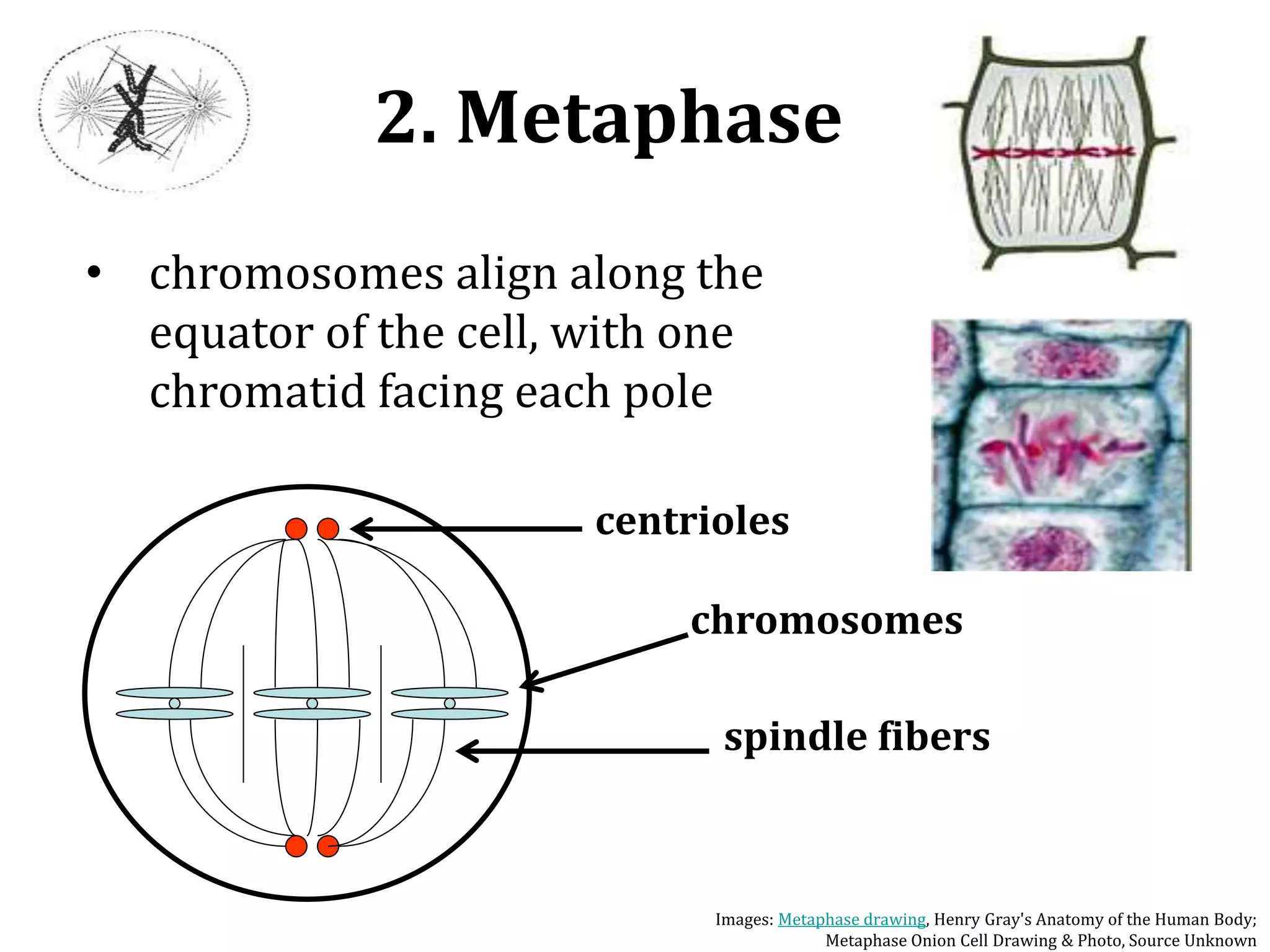 Mitosis And Meiosis 02152018 Pptx