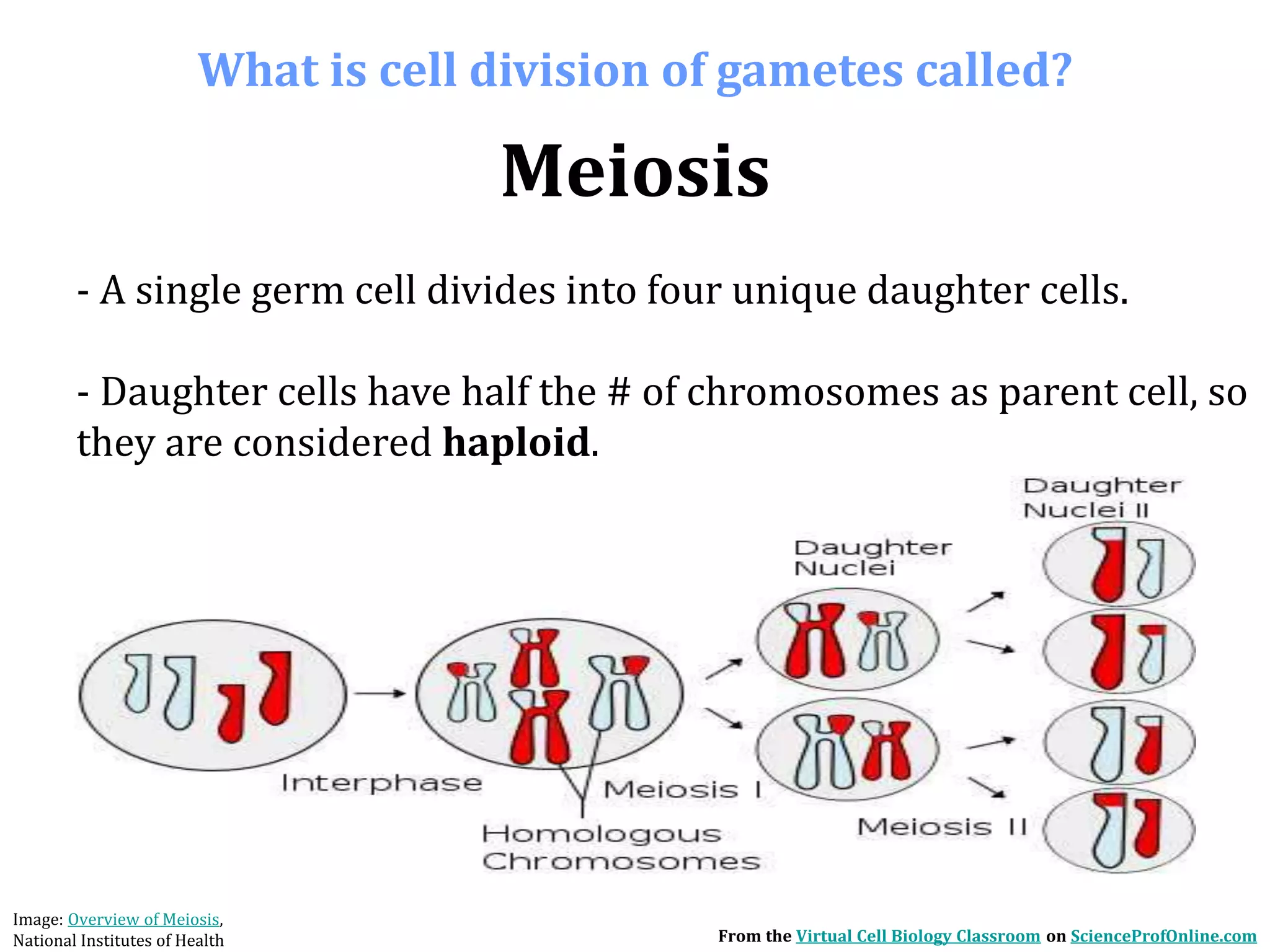 Mitosis And Meiosis 02152018 Pptx