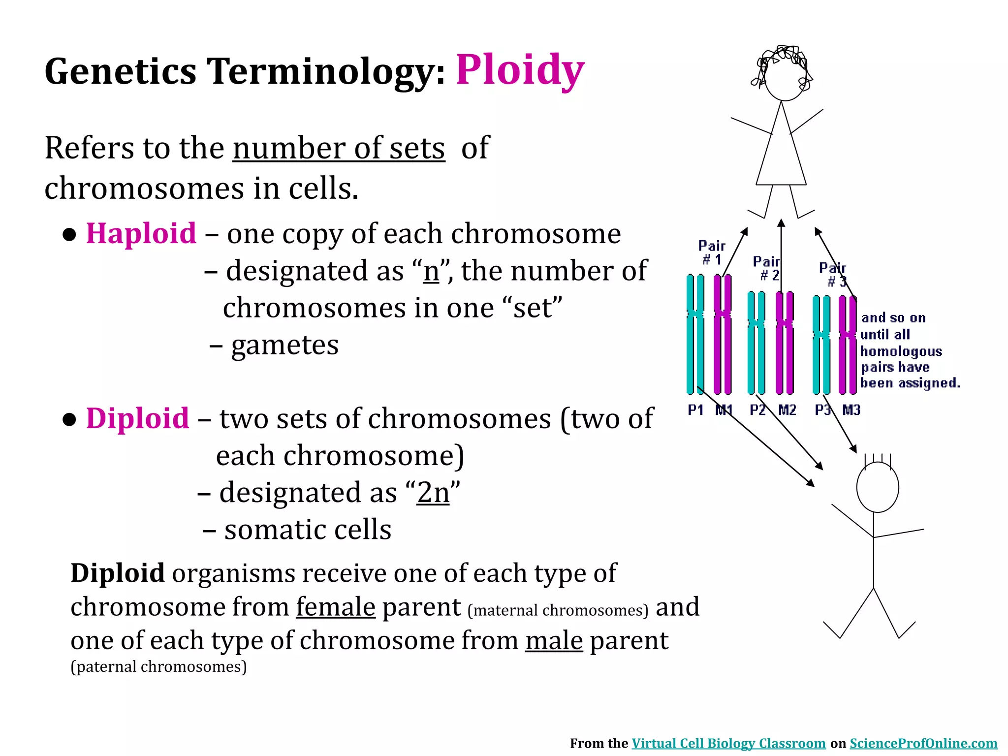 Mitosis And Meiosis 02152018 Pptx