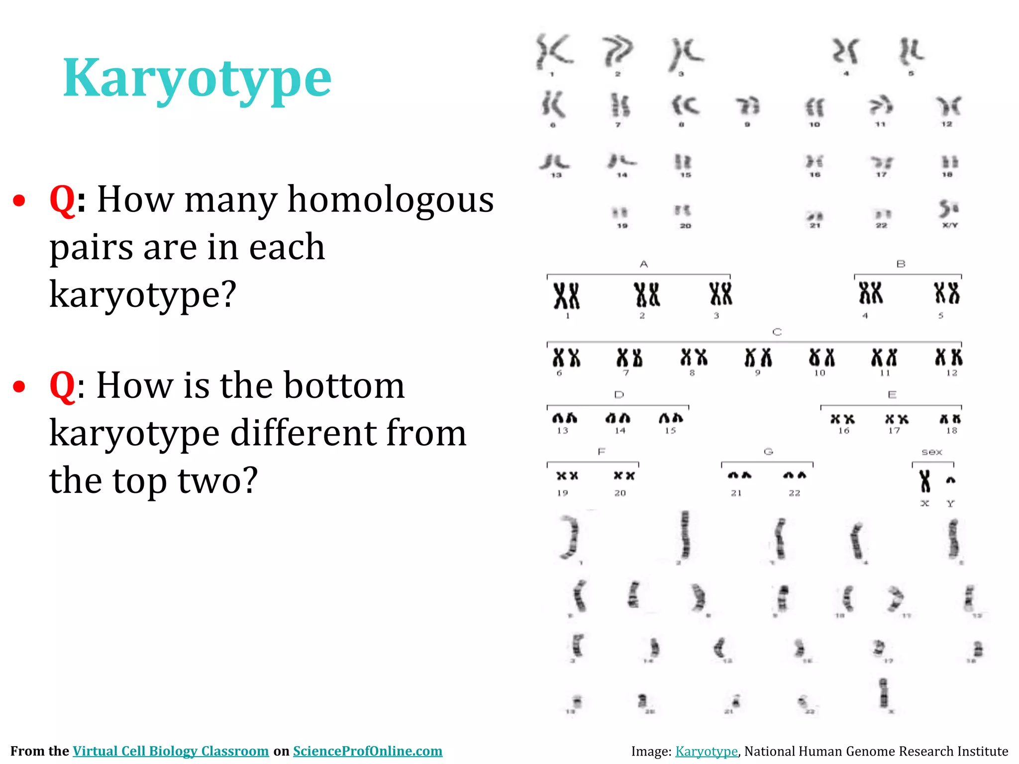 Mitosis And Meiosis 02152018 Pptx Free Download