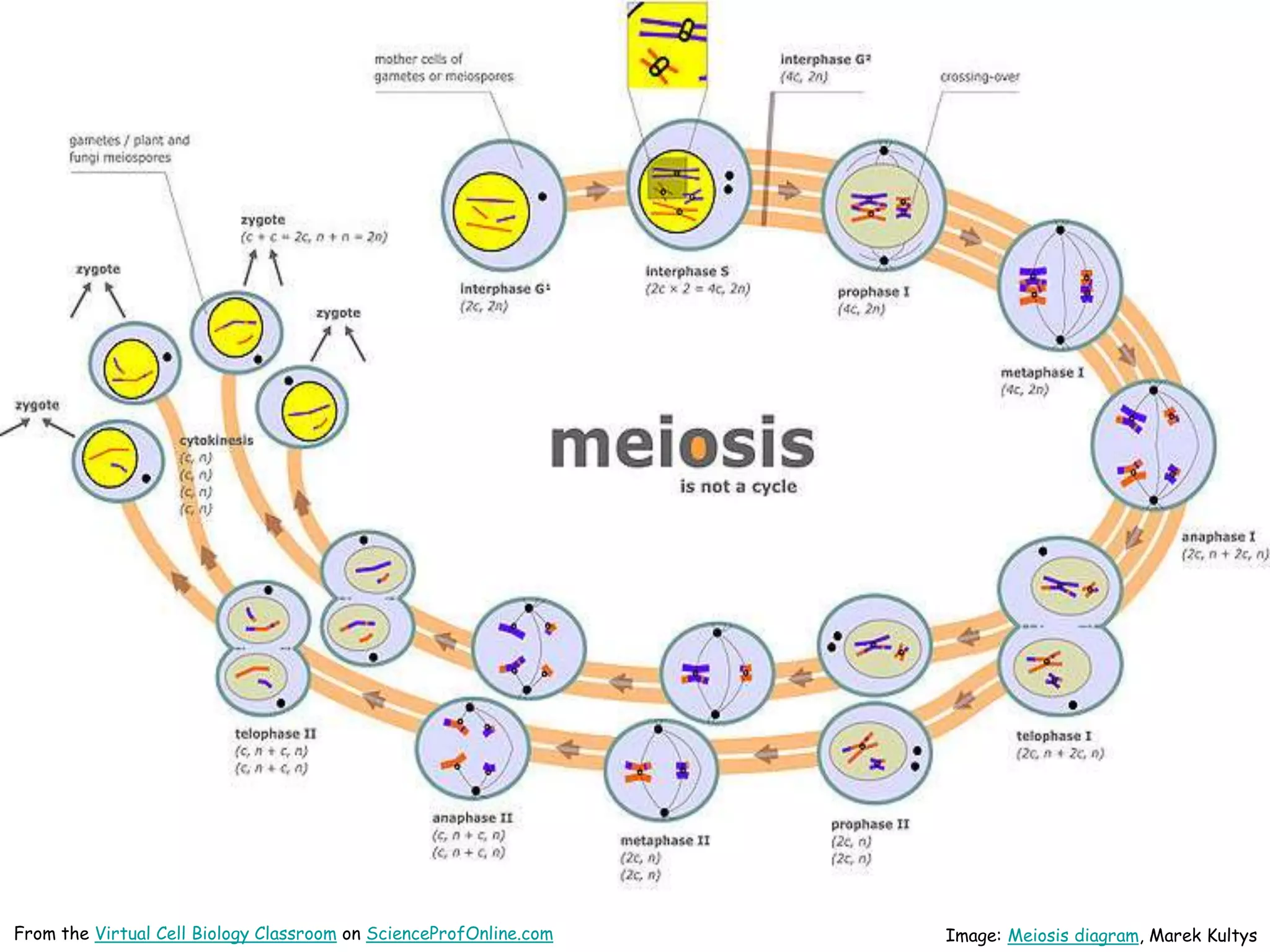Mitosis And Meiosis 02152018 Pptx