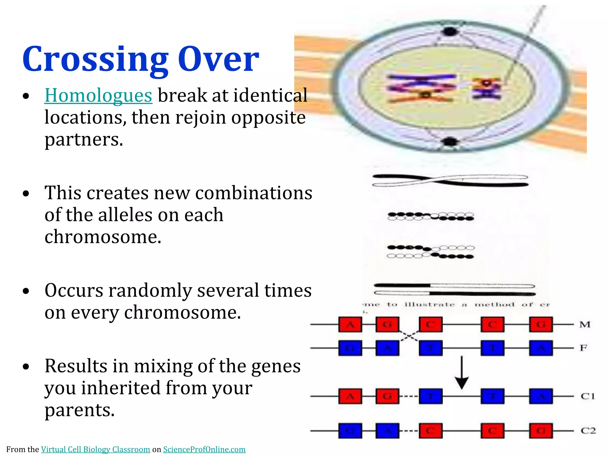 Mitosis And Meiosis 02152018 Pptx