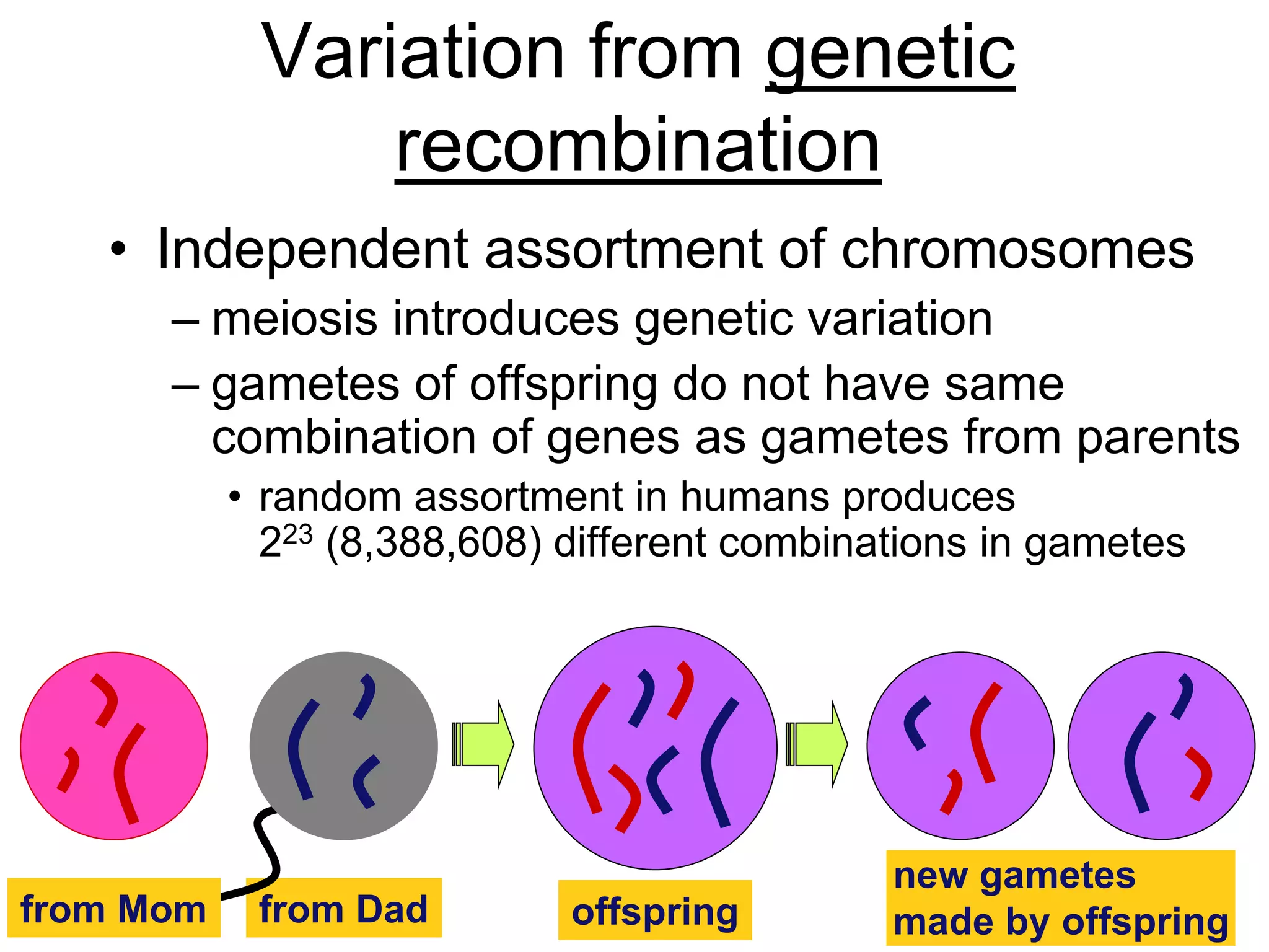 Mitosis And Meiosis 02152018 Pptx