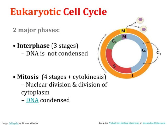 Mitosis And Meiosis 02152018 Pptx