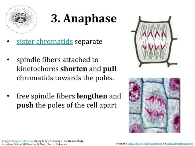 Mitosis And Meiosis 02152018 Pptx