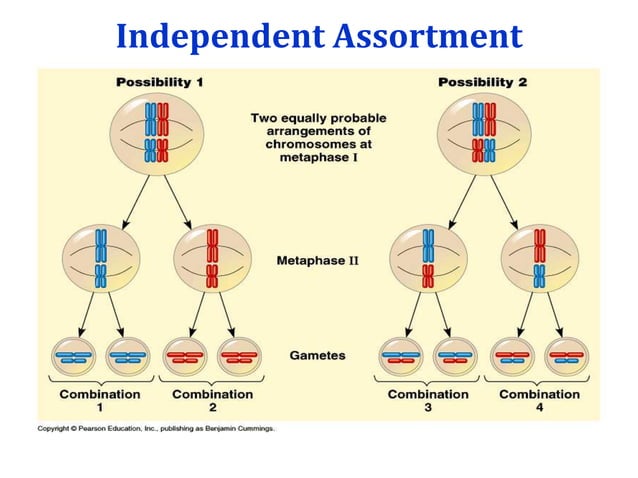 Mitosis And Meiosis 02152018 Pptx