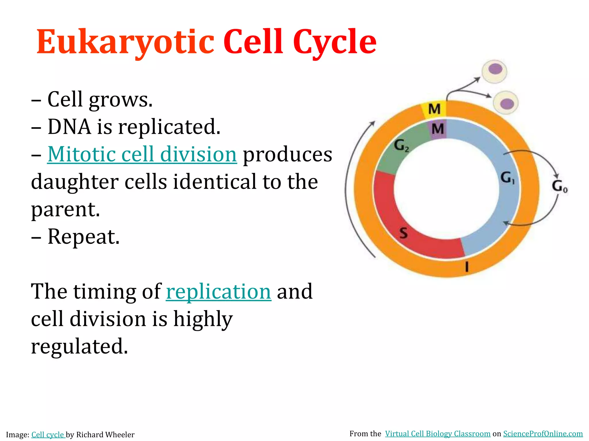 mitosis and meiosis (1).pptx