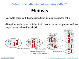 mitosis and meiosis (1).pptx