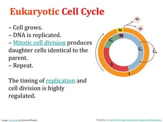 mitosis and meiosis (1).pptx