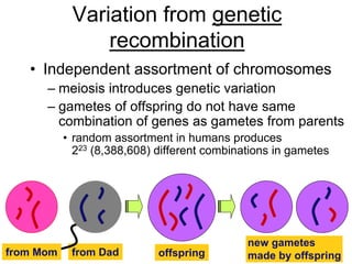 mitosis and meiosis (1).pptx | Biological Sciences | Science