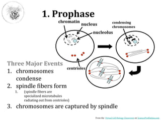 mitosis and meiosis (1).pptx | Biological Sciences | Science