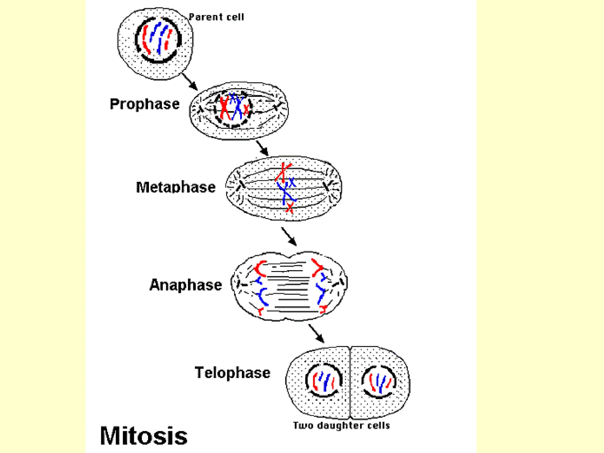 Compare Mitosis and Meiosis and its role in cell division | PPT