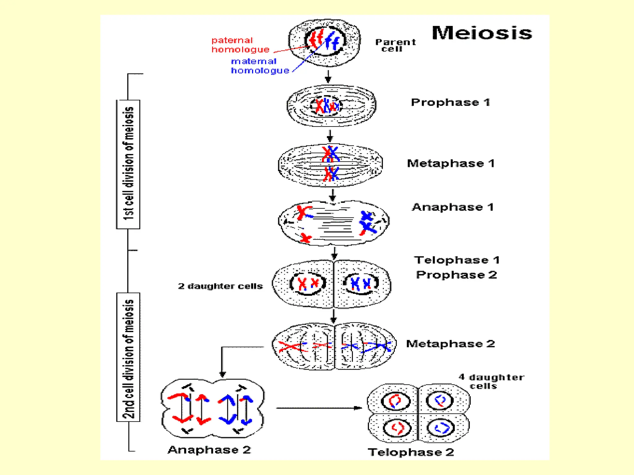 Compare Mitosis and Meiosis and its role in cell division | PPT