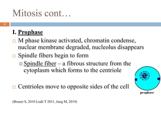 mitosis and Meiosis 2023.pptx