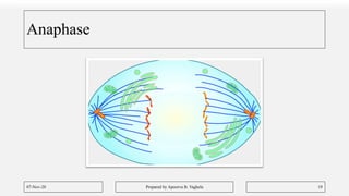 Mitosis and Meiosis Apoorva B. Vaghela | PDF