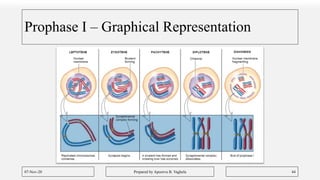 Mitosis and Meiosis Apoorva B. Vaghela | PDF