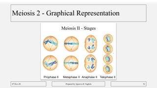 Mitosis and Meiosis Apoorva B. Vaghela | PDF