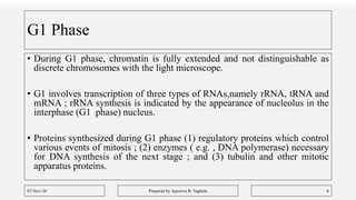 Mitosis and Meiosis Apoorva B. Vaghela | PDF