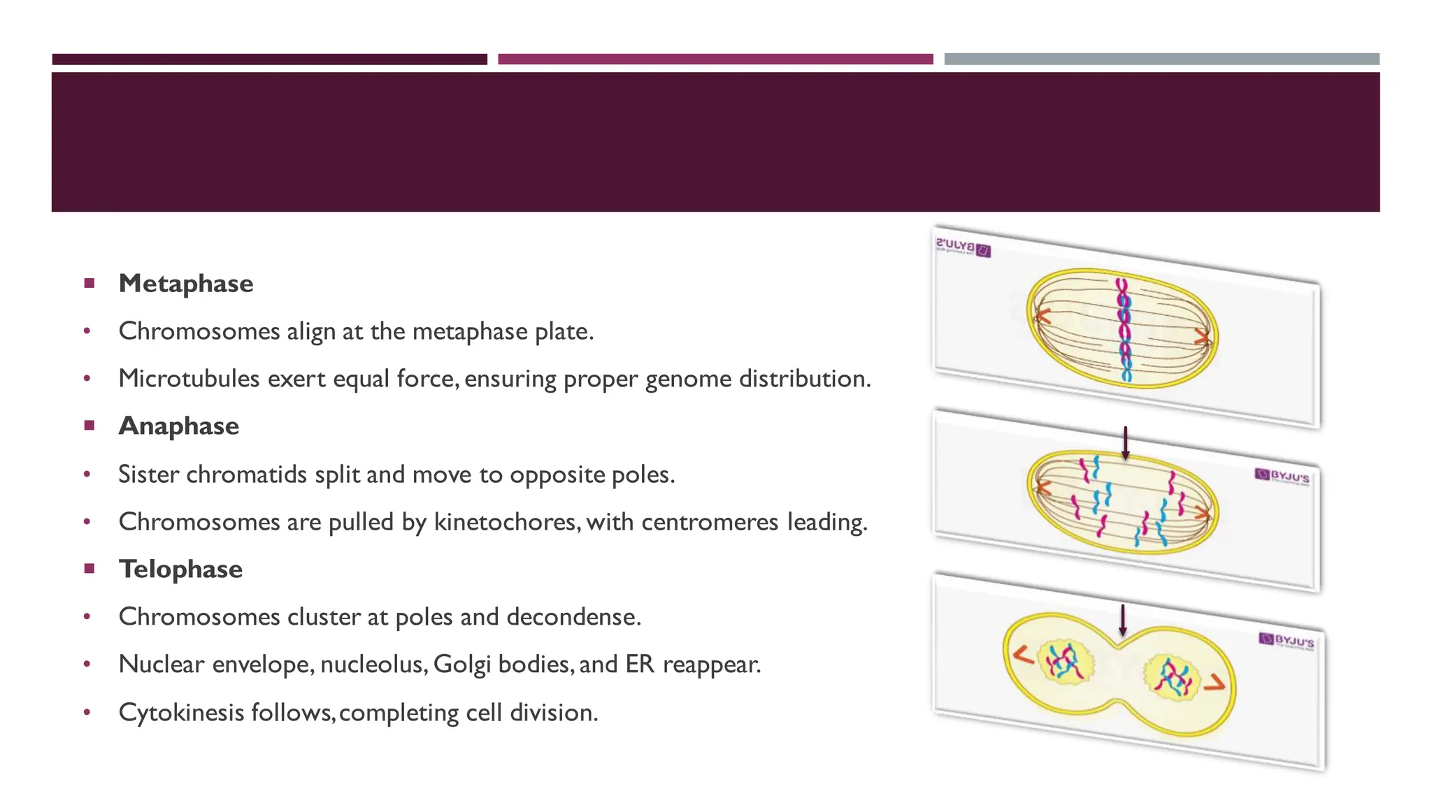Type of Cell Division: Mitosis and Meiosis | PDF