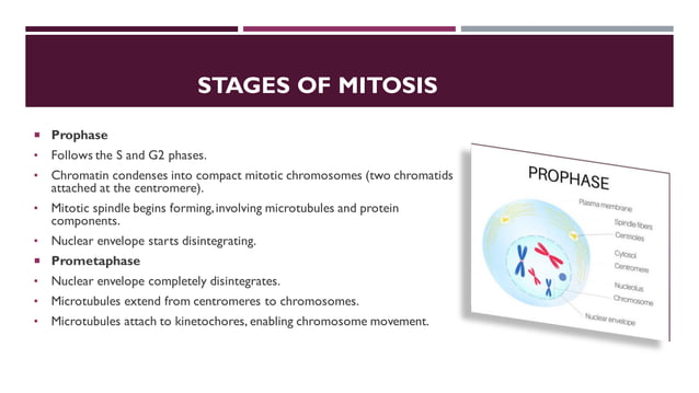 Type of Cell Division: Mitosis and Meiosis | PPT