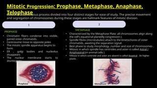Cell cycle ( mitosis and meiosis)Msc.pptx