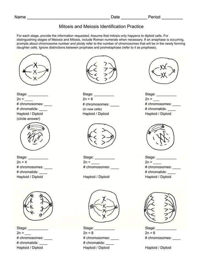 Mitosis and Meiosis Identification Practice.pdf