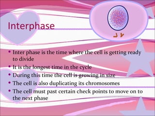 Mitosis and meiosis jen | PPT