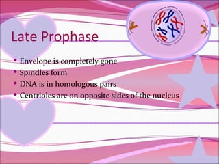 Mitosis and meiosis jen | PPT