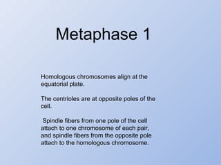 Mitosis and meiosis mario | PPT