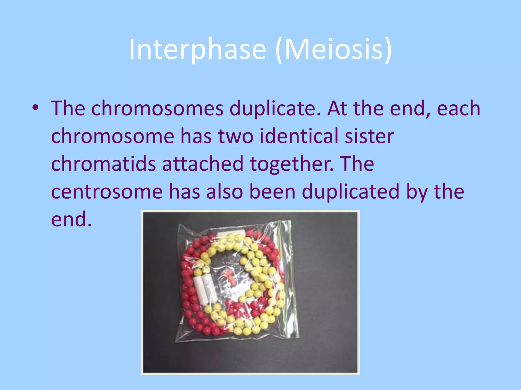 Mitosis And Meiosis Simulation Ppt Vinal Kam and Drew | PPTX