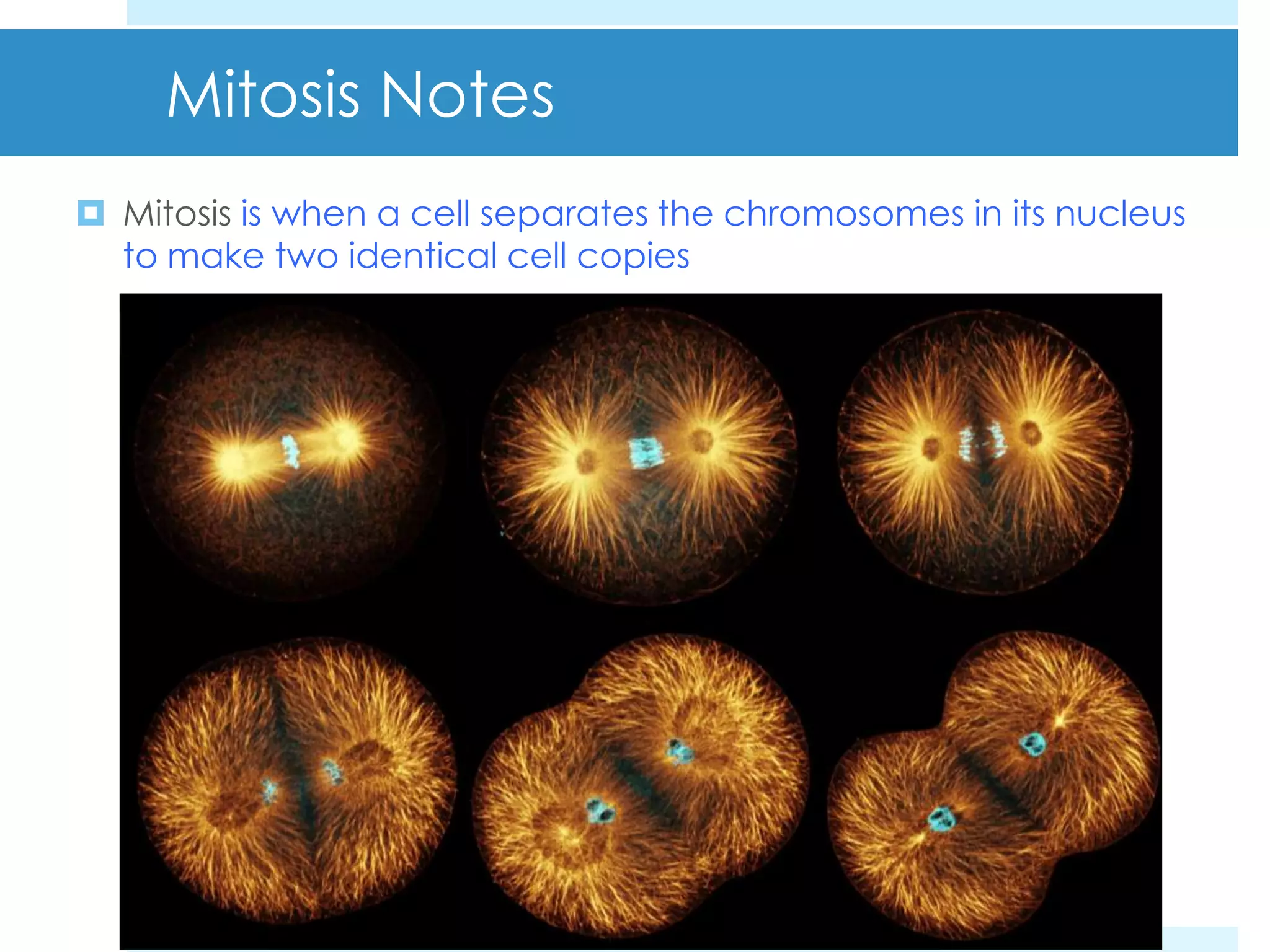 Mitosis and meiosis slides | PPTX