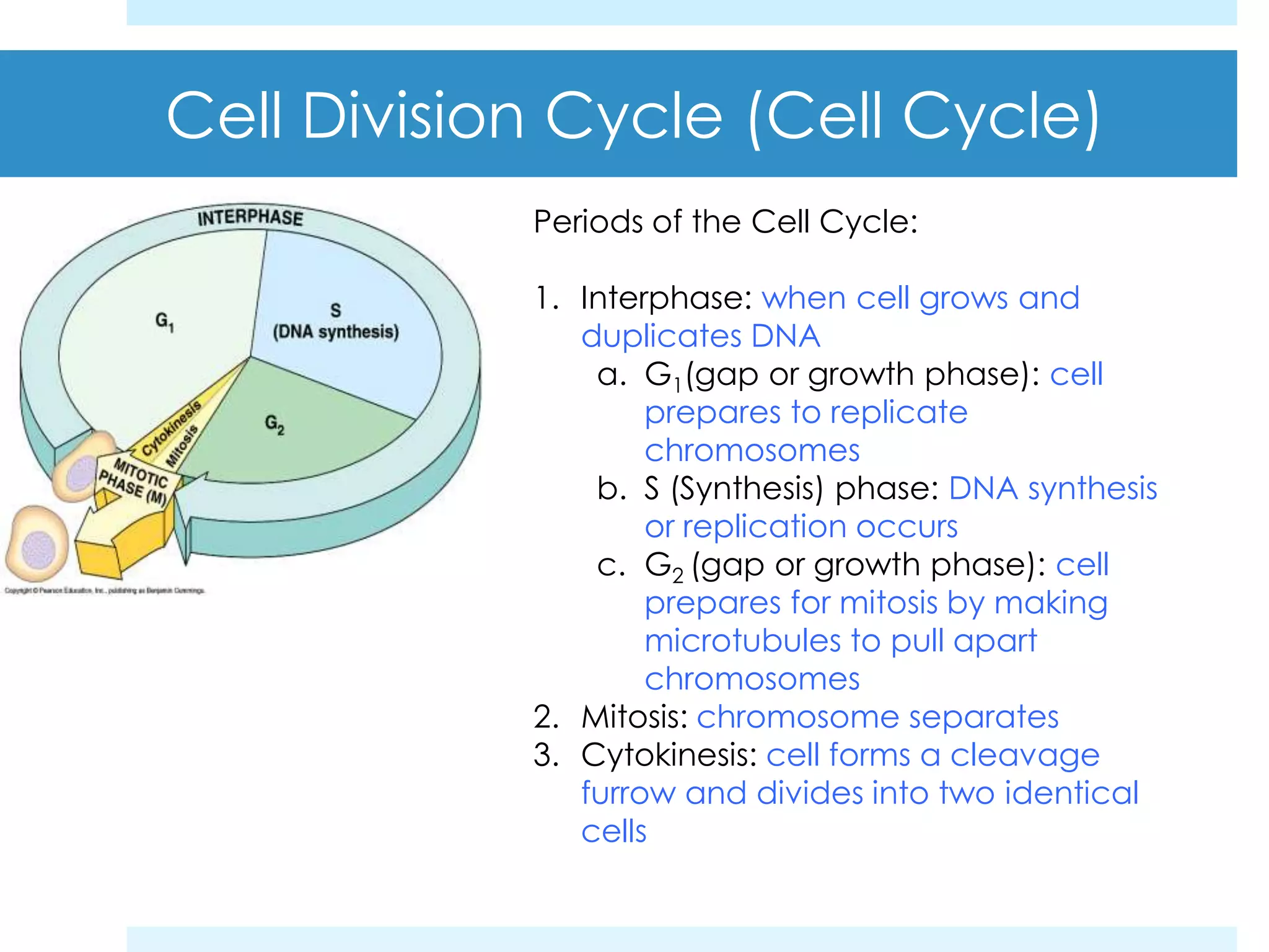 Mitosis and meiosis slides | PPTX