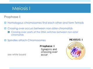 Mitosis and meiosis slides | PPTX