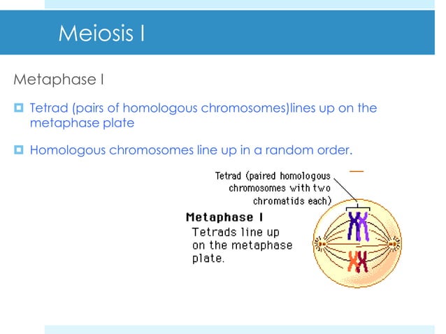 Mitosis and meiosis slides | PPT