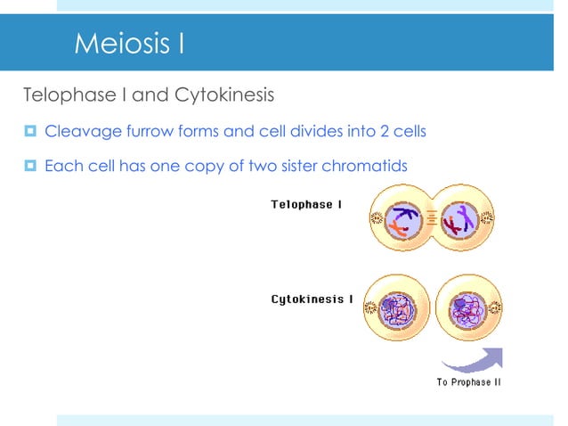 Mitosis and meiosis slides | PPT