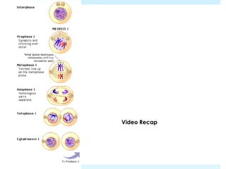 Mitosis and meiosis slides | PPTX