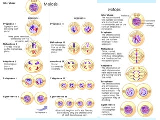 Mitosis and meiosis slides | PPTX